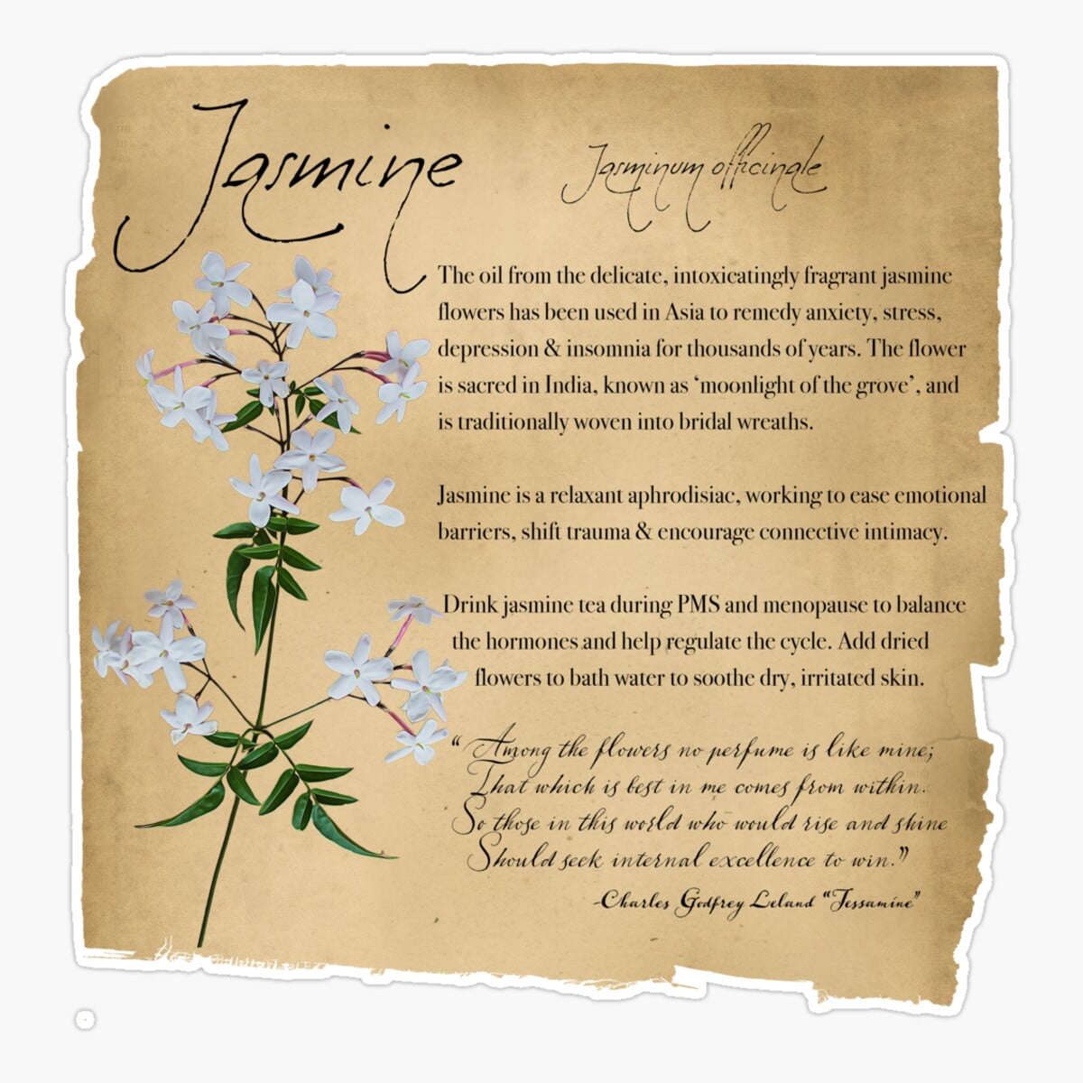 Onim Herbal Apothecary: Jasmine Sticker, Phone Decal Water Bottle ...