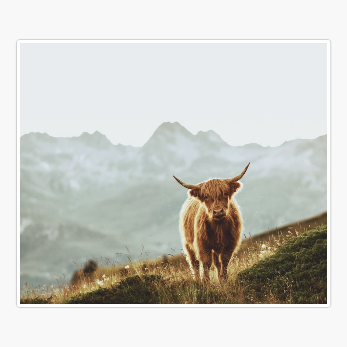 Onim Highland Cow - Vintage Style Sticker, Phone Decal Water Bottle ...