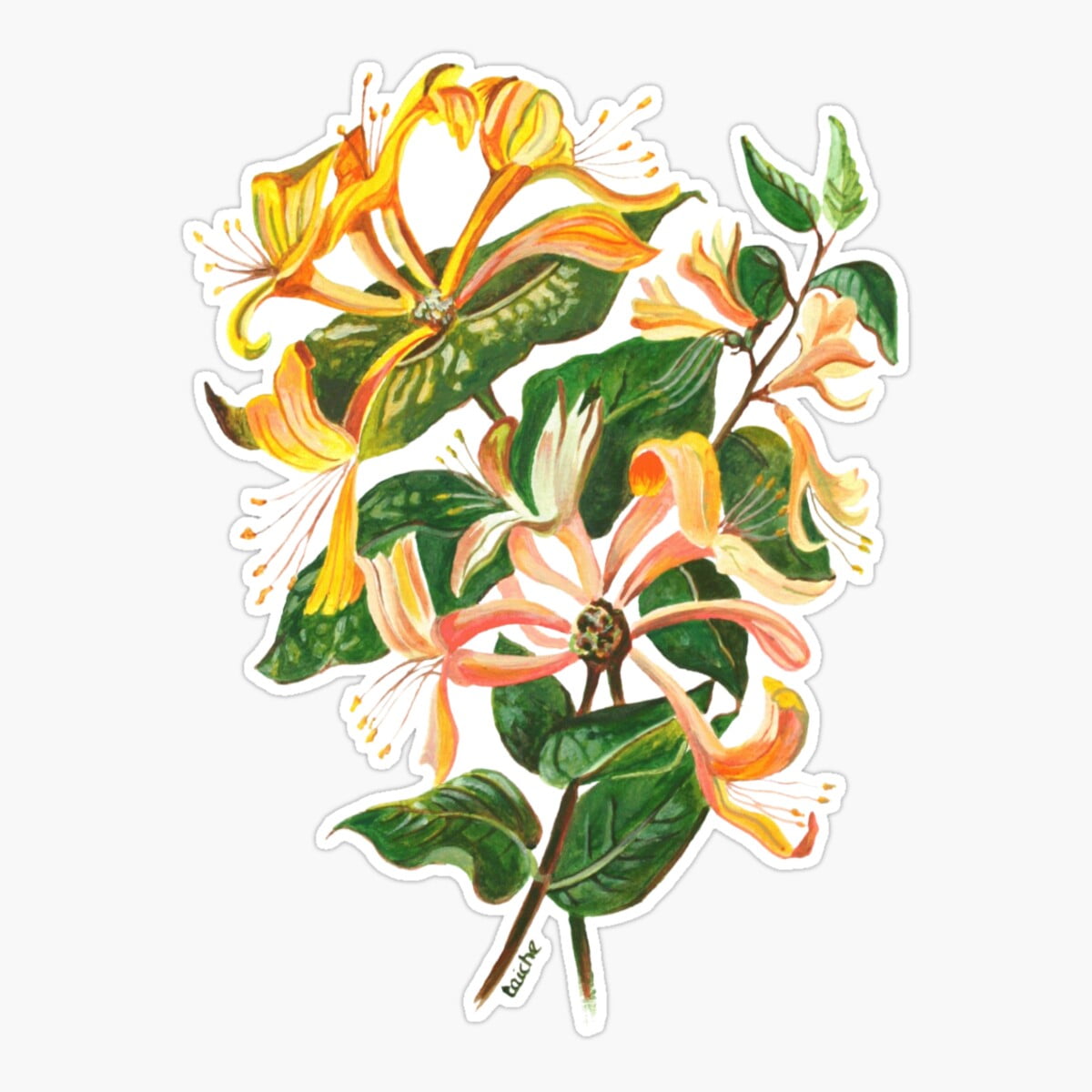Onim Honeysuckle Botanical Art Cut Out Sticker, Phone Decal Water ...
