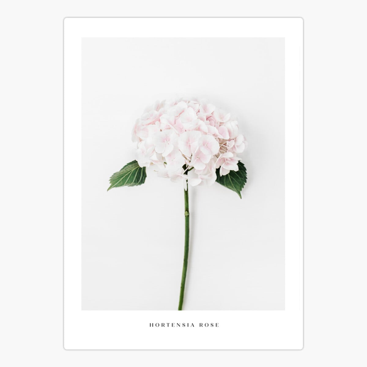 Onim Hortensia Light Pink, Hydrangea Flower Sticker, Phone Decal Water ...