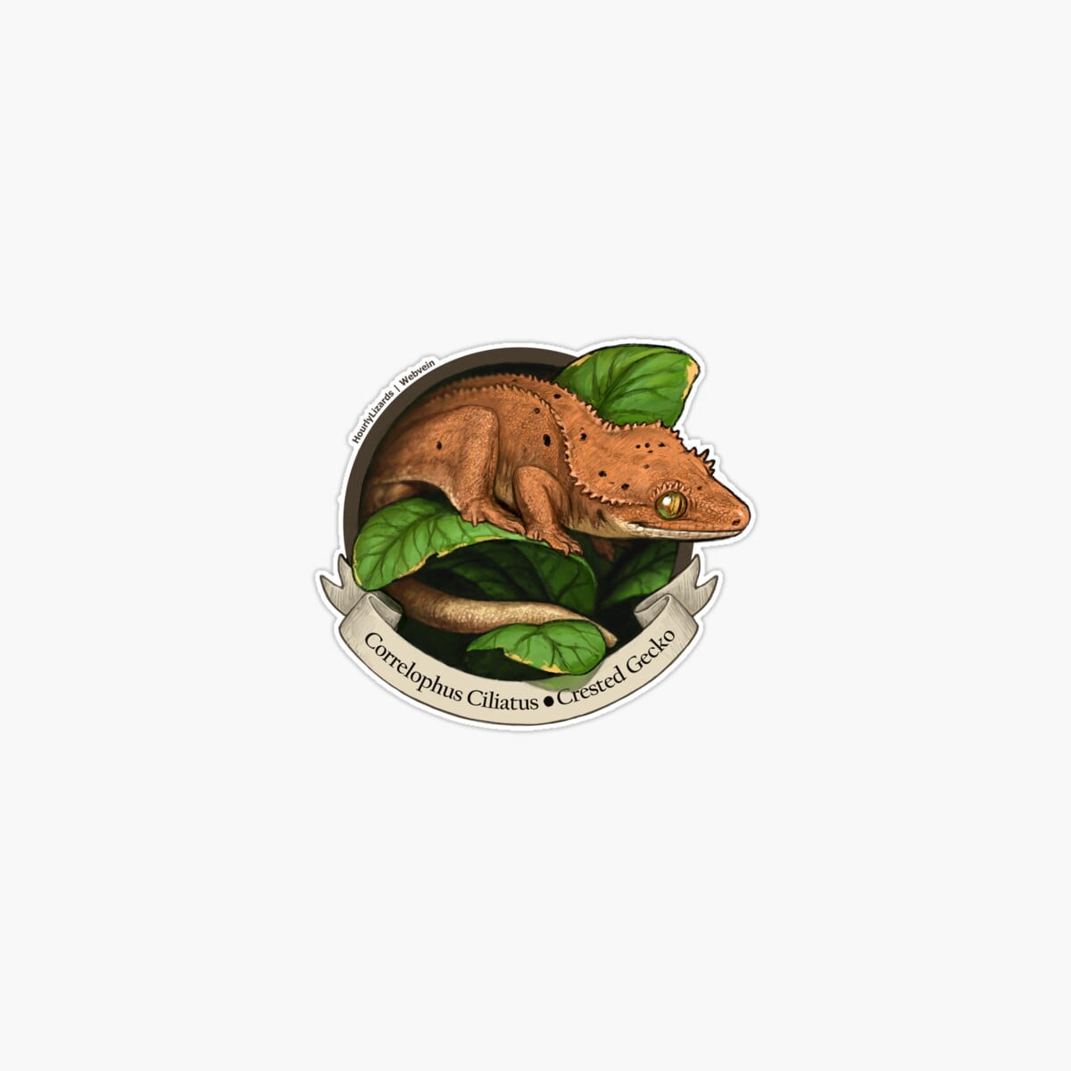 Onim Hourlylizards + Webvein | Crested Gecko - Correlophus Ciliatus ...
