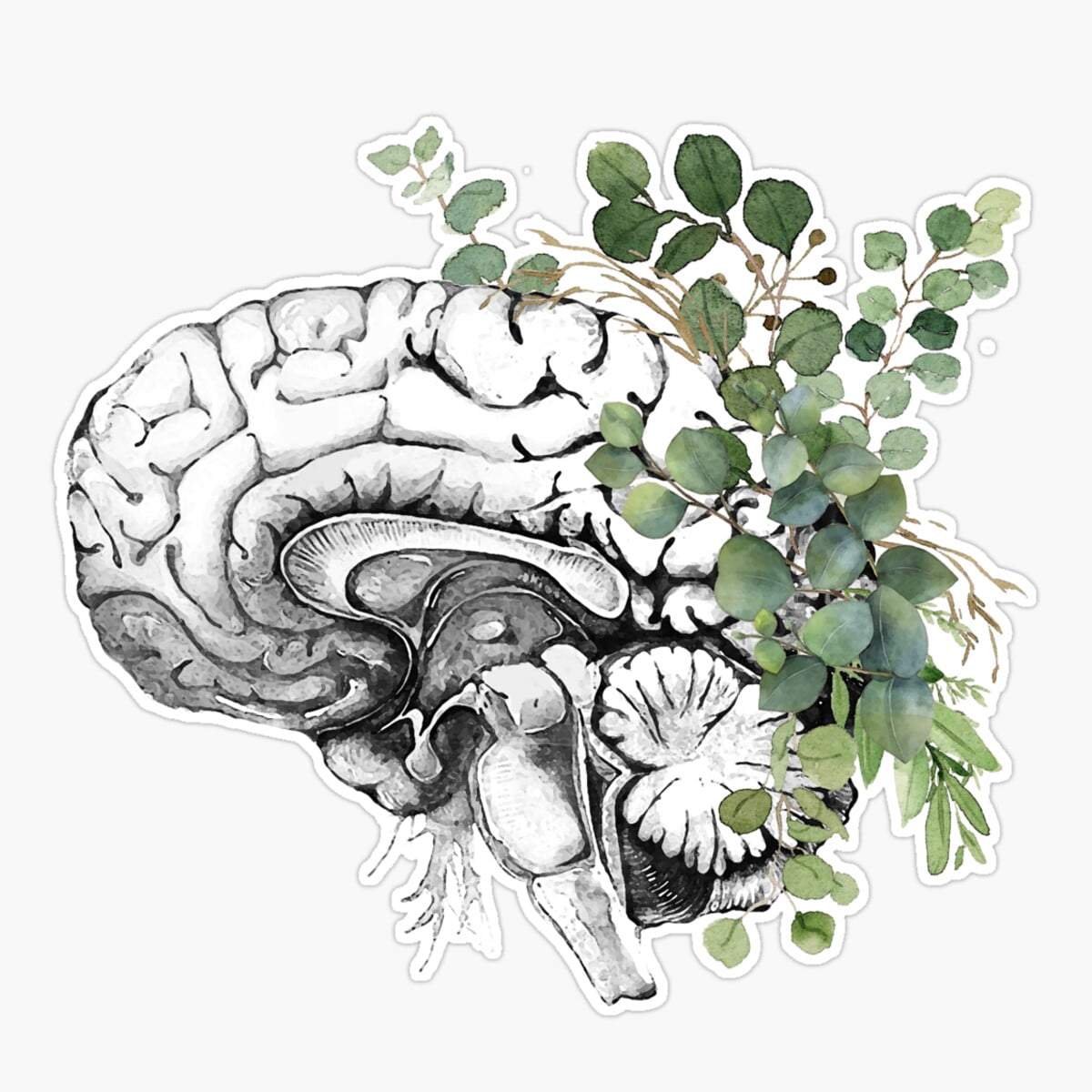 Onim Human Brain Illustration With Eucaliptus Leaves, Brain Art ...