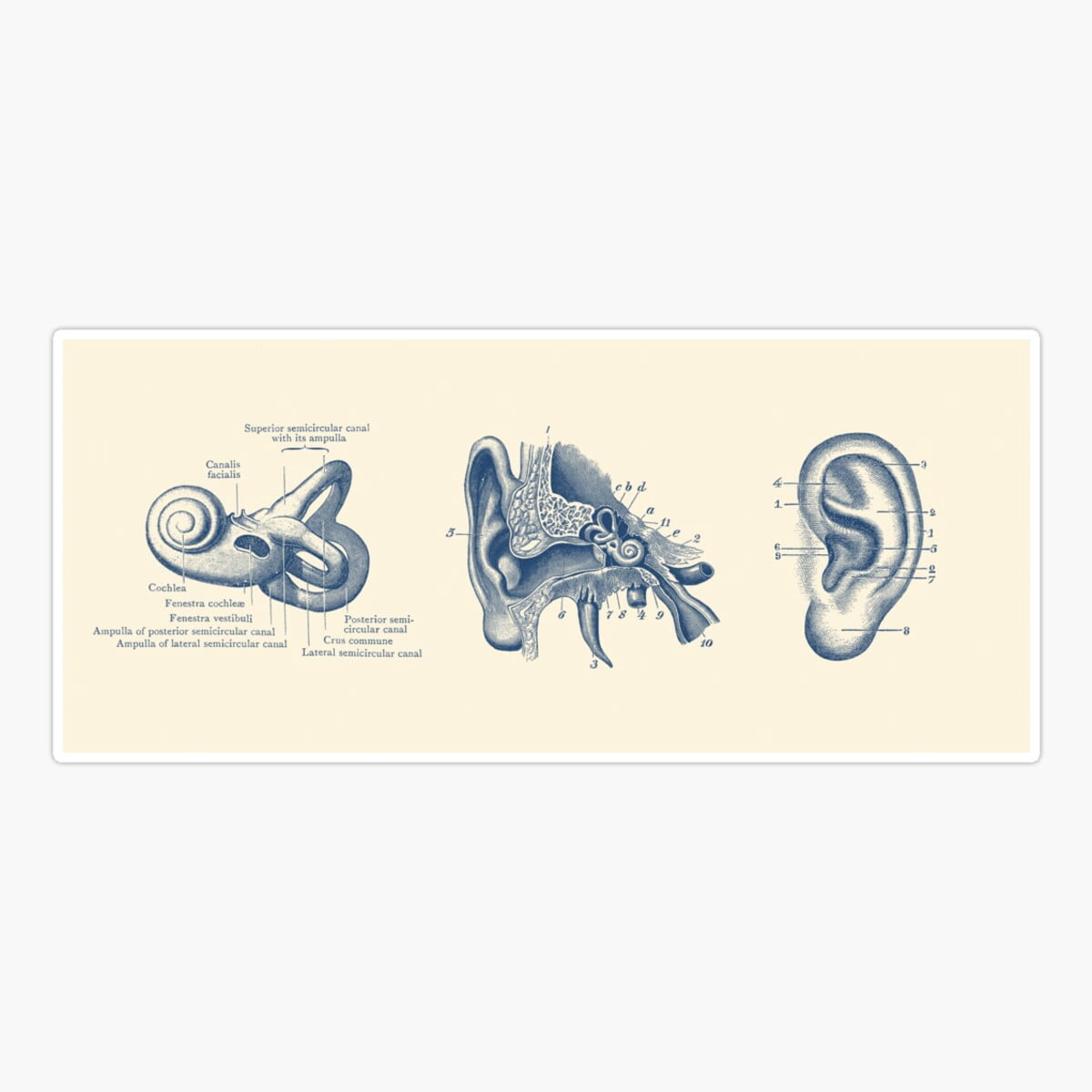 Onim Human Ear Anatomy Diagram Sticker, Phone Decal Water Bottle ...