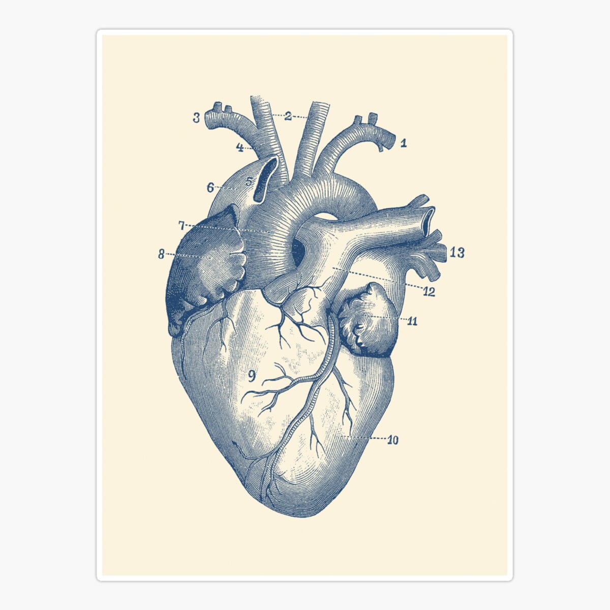 Onim Human Heart Diagram - Vintage Anatomy Sticker, Phone Decal Water ...