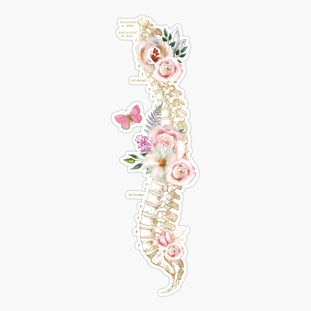 Onim Human Spinal Cord Vintage Floral Anatomy, Physical Therapist Gift ...