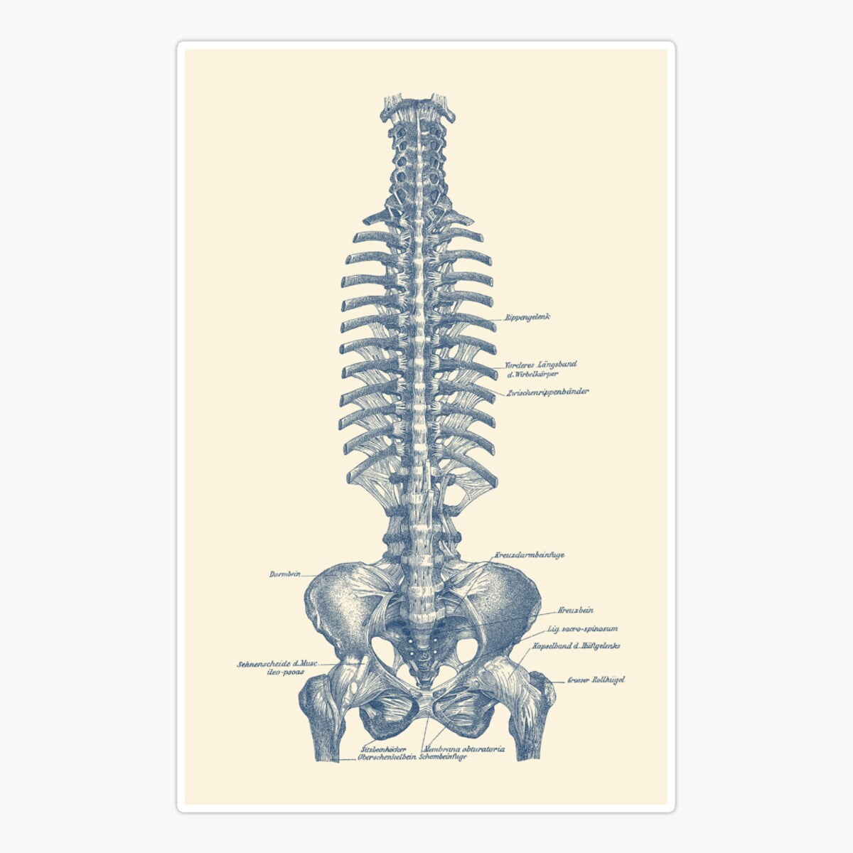Onim Human Spine And Pelvis - Simple Diagram Sticker, Phone Decal Water ...
