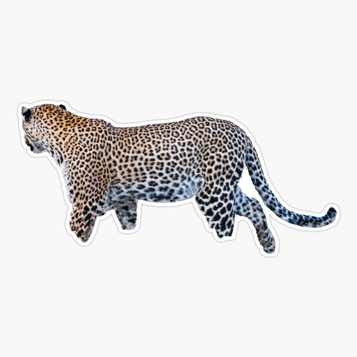 Onim Hunting Leopard Sticker, Phone Decal Water Bottle Stickers Car ...