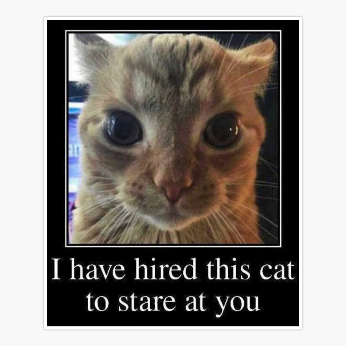 Onim I Have Hired This Cat To Stare At You Sticker, Phone Decal Water ...