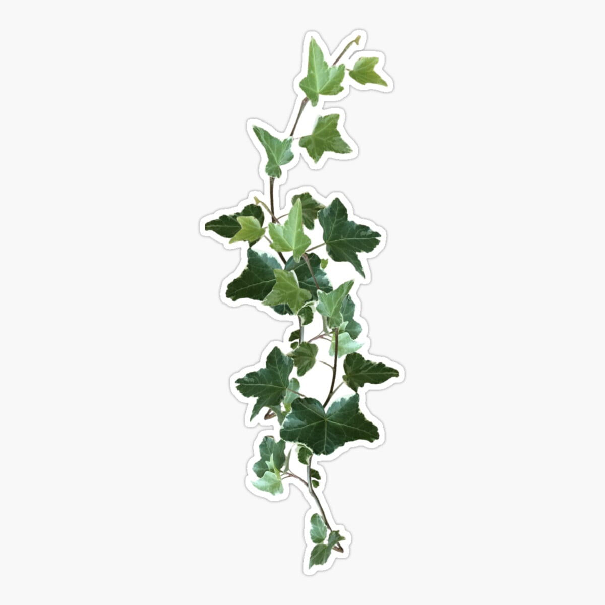 Onim Ivy Vine, Green Leaves, Real Variegated Ivy Creeping Sticker ...