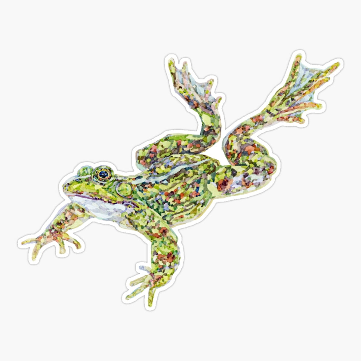 Onim Jumping Green Frog Sticker, Phone Decal Water Bottle Stickers Car ...