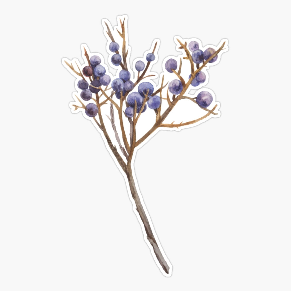 Onim Juniper Twig With Berries Watercolor Sticker, Phone Decal Water ...
