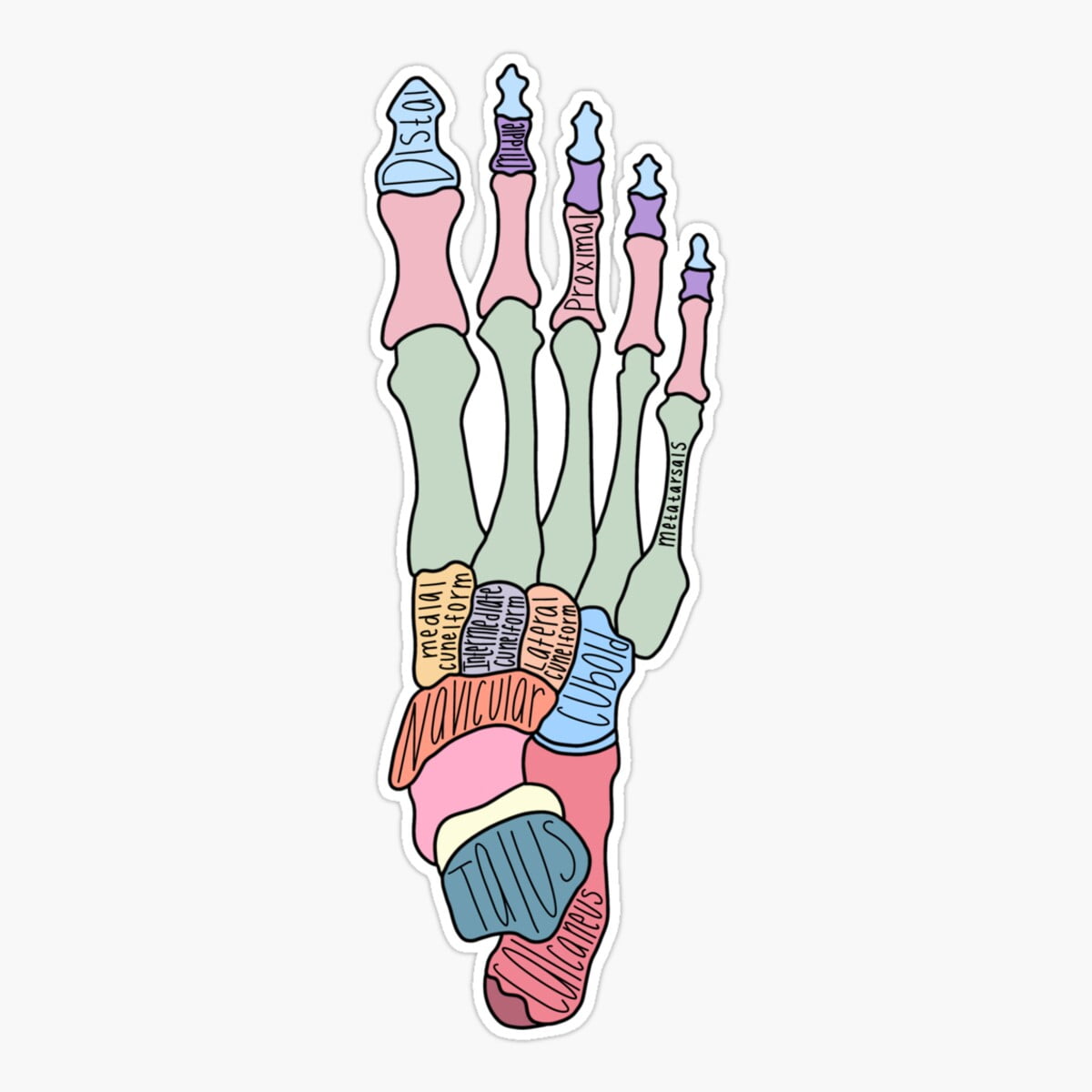 Onim Labeled Foot Anatomy Sticker, Phone Decal Water Bottle Stickers ...