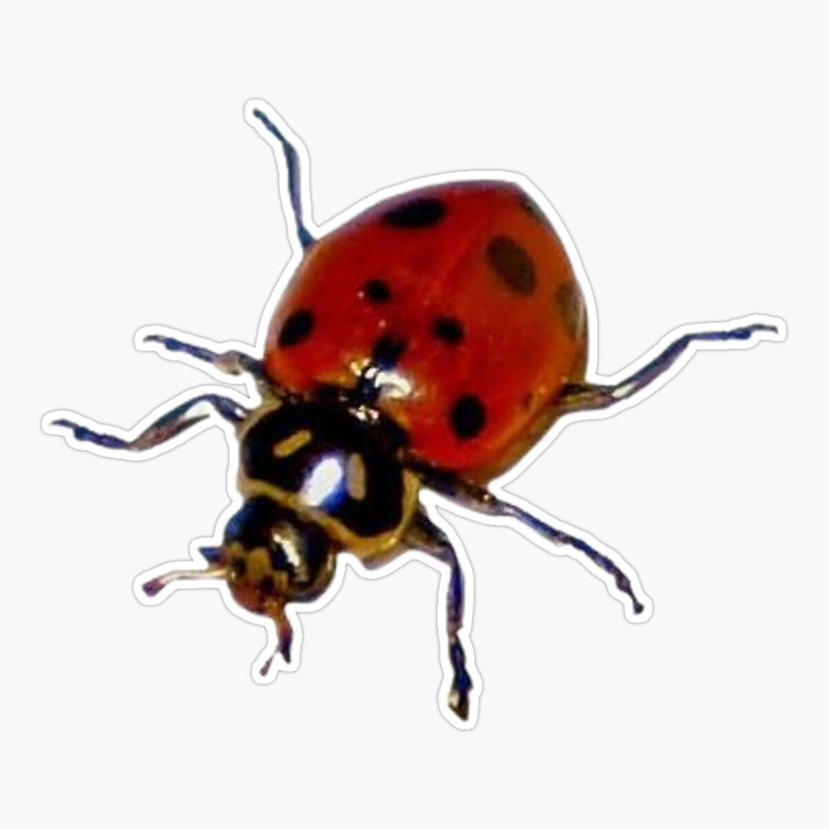 Onim Ladybug Sticker, Phone Decal Water Bottle Stickers Car Decals ...