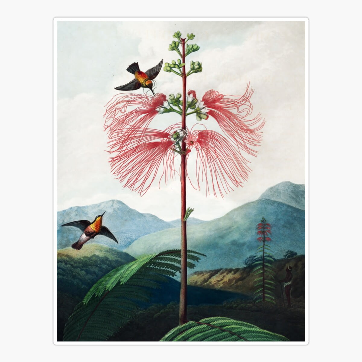 Onim Large Flowering Sensitive Plant - The Temple Of Flora Sticker ...