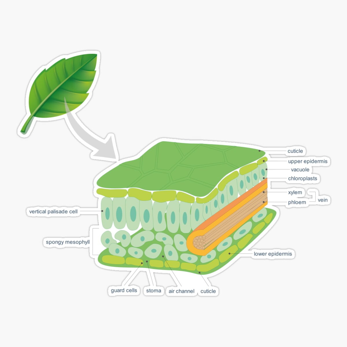 Onim Leaf Cross Section Diagram Poster | Science Teacher Poster Sticker ...
