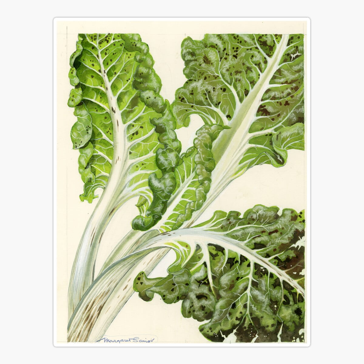 Onim Leaf Spot Of Beetroot And Silver Beet Sticker, Phone Decal Water ...