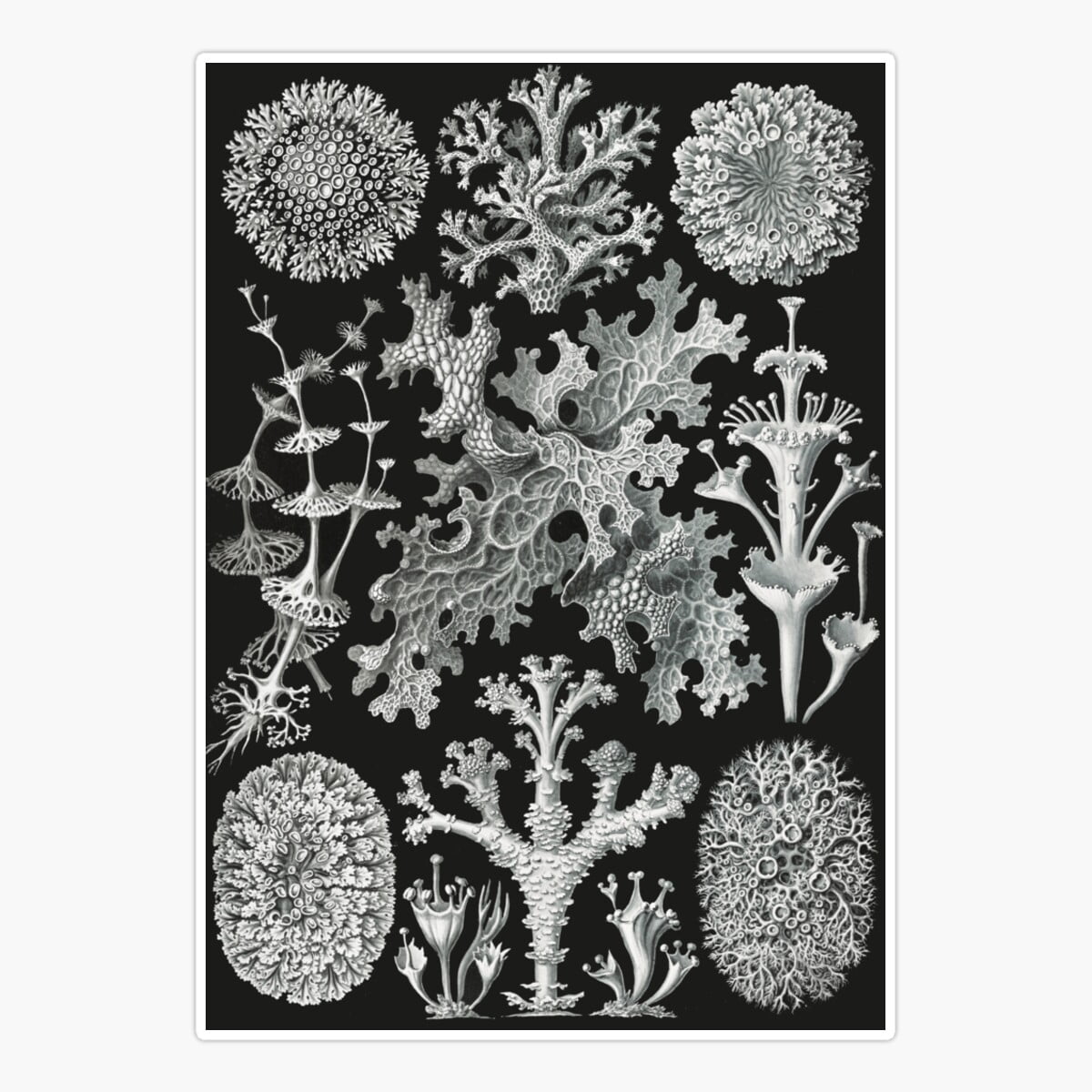 Onim Lichenes–Flechten Sticker, Phone Decal Water Bottle Stickers Car ...