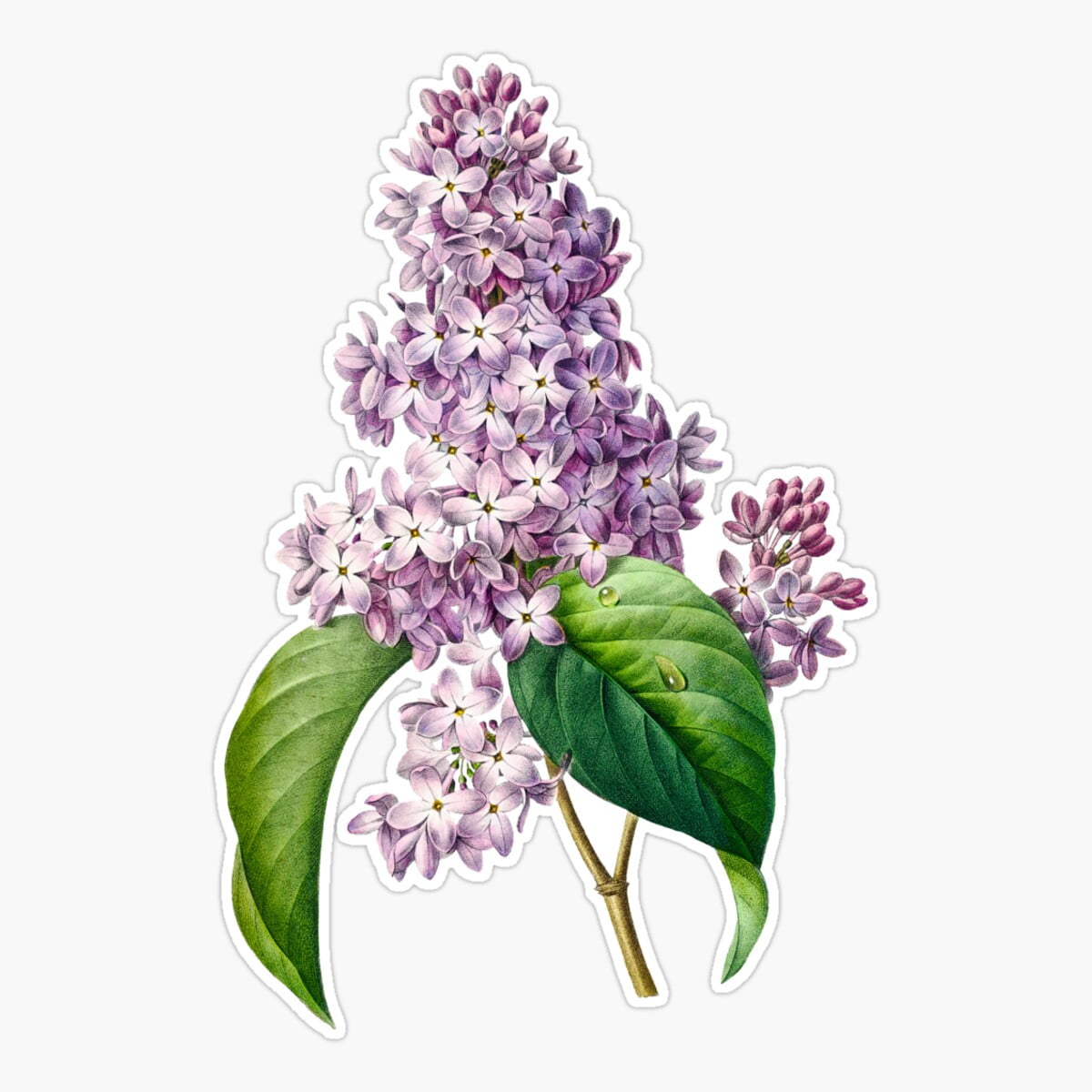 Onim Lilac Flower - Botanical Illustration Sticker, Phone Decal Water ...