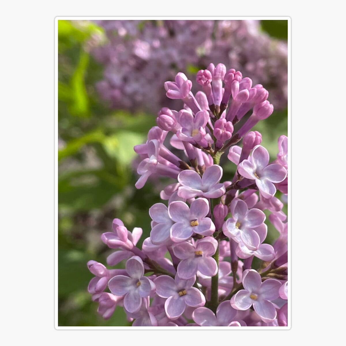 Onim Lilac Spring Sticker, Phone Decal Water Bottle Stickers Car Decals ...