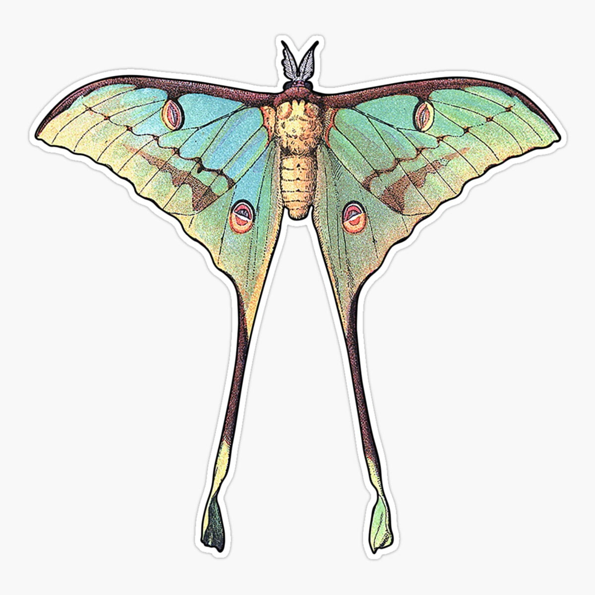 Onim Luna Moth Sticker, Phone Decal Water Bottle Stickers Car Decals ...
