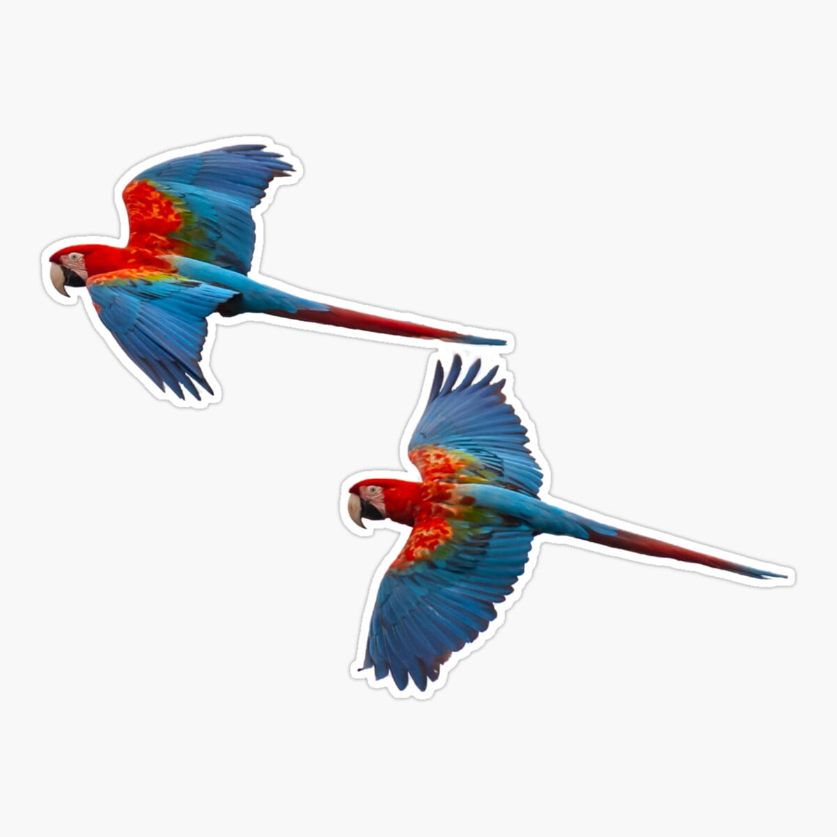 Onim Macaws In Flight, Parrots In Flight Sticker, Phone Decal Water ...