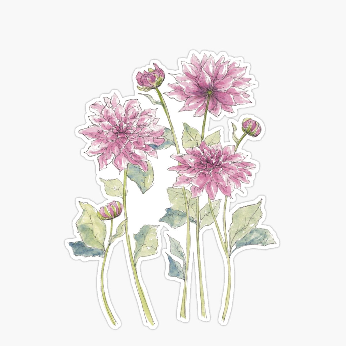 Onim Magenta Dahlias Illustration Sticker, Phone Decal Water Bottle ...