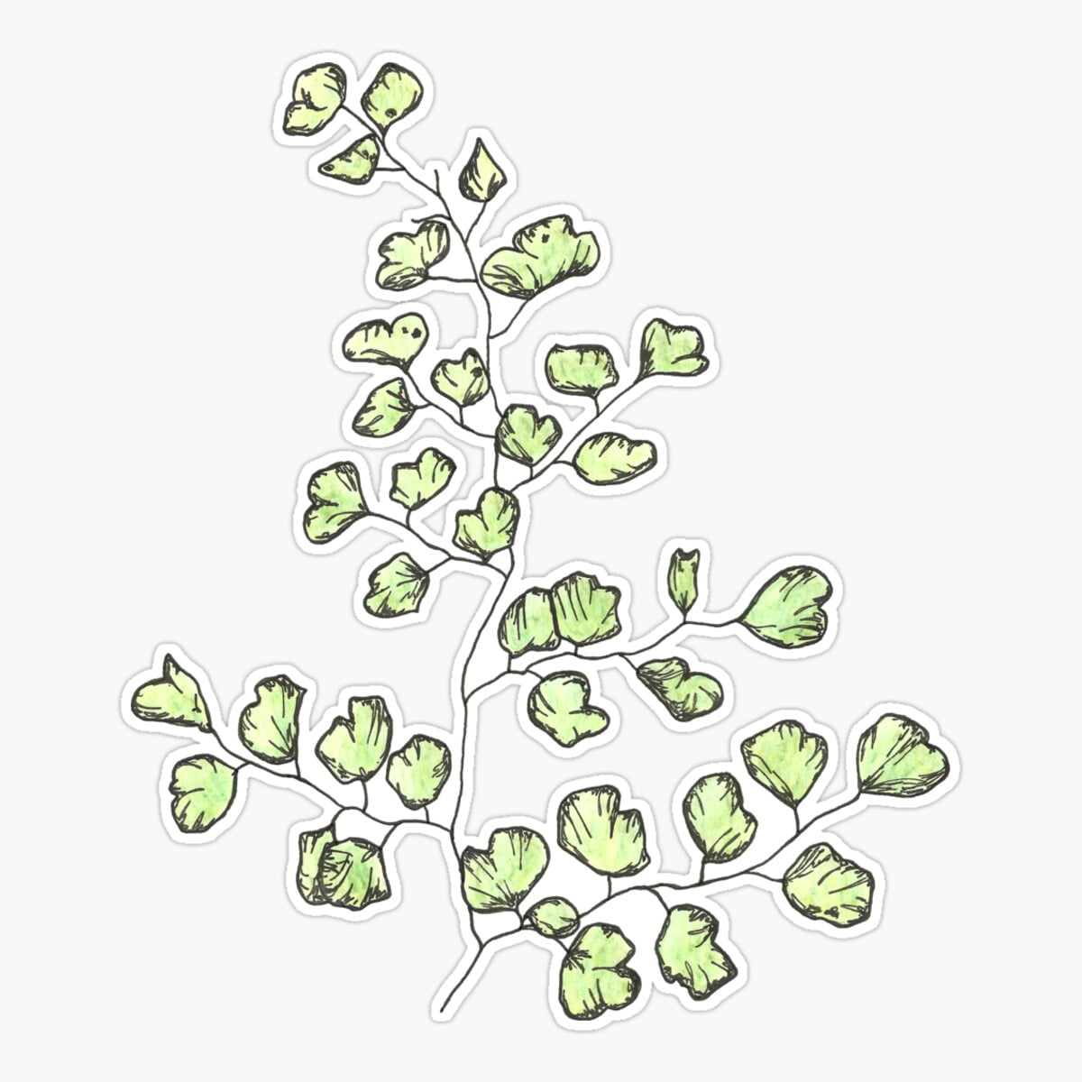 Onim Maidenhair Fern Sticker, Phone Decal Water Bottle Stickers Car ...