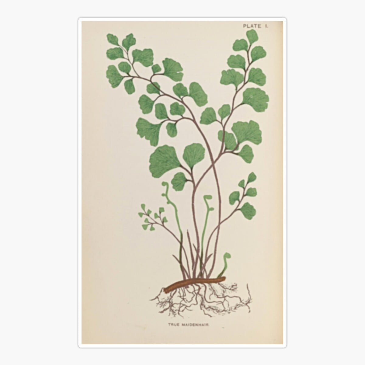 Onim Maidenhair Fern Sticker, Phone Decal Water Bottle Stickers Car ...