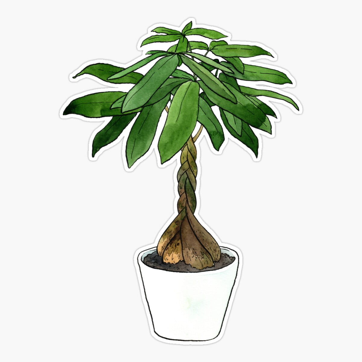 Onim Malabar Chestnut Aka Pachira Aquatica Plant Sticker, Phone Decal ...