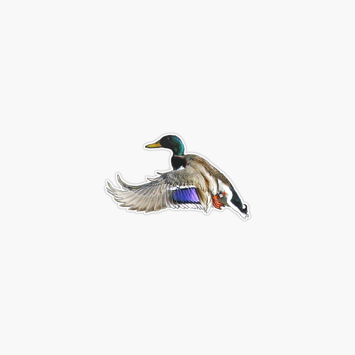 Onim Mallard duck in flight Sticker - Walmart.com