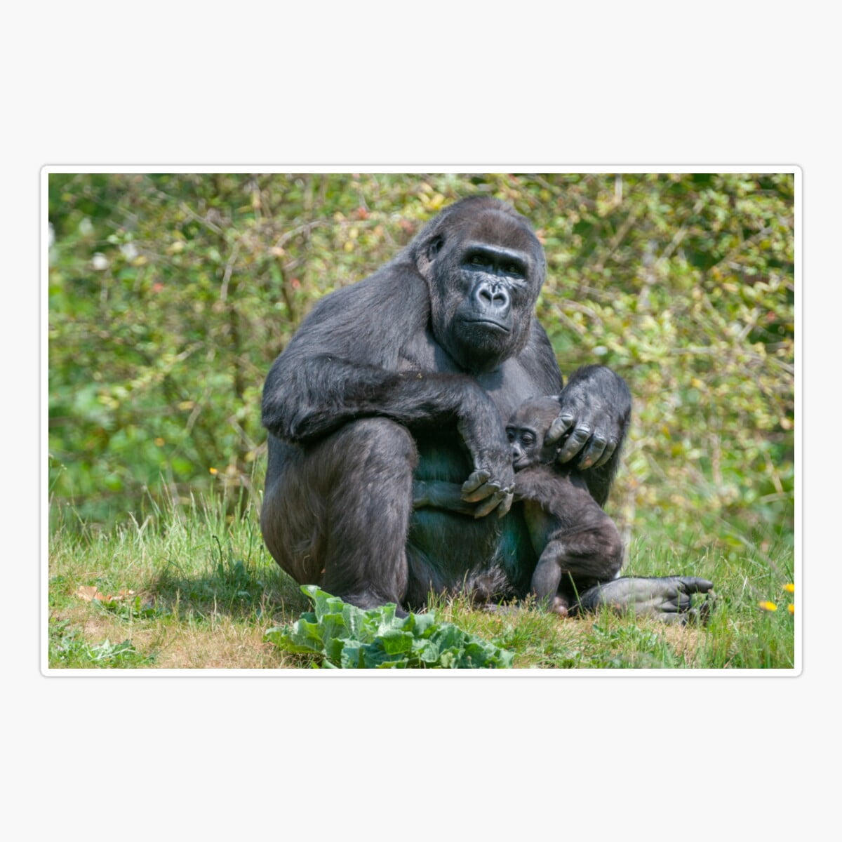 Onim Mama Gorilla With Baby Gorilla Sticker, Phone Decal Water Bottle ...
