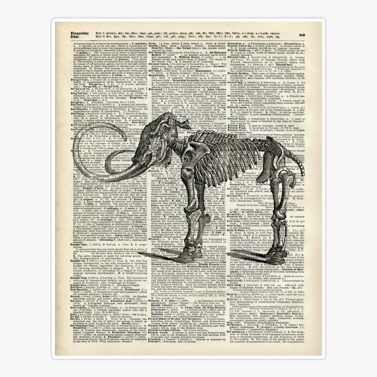 Onim Mammoth Elephant Bones.Skeleton Over A Antique Dictionary Book ...
