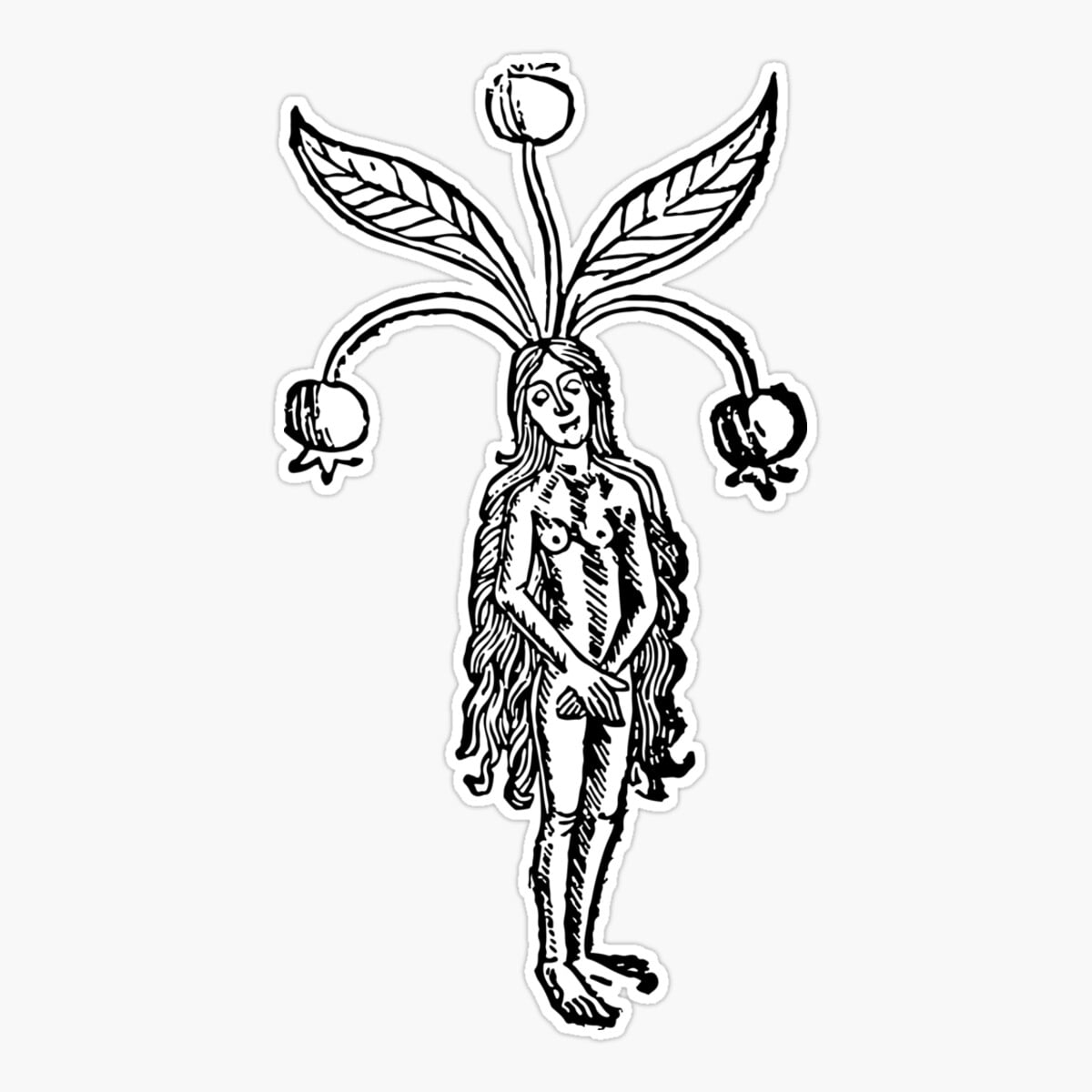 Onim Mandrake Woodcut Sticker, Phone Decal Water Bottle Stickers Car Decals, Funny Birthday Gift ...