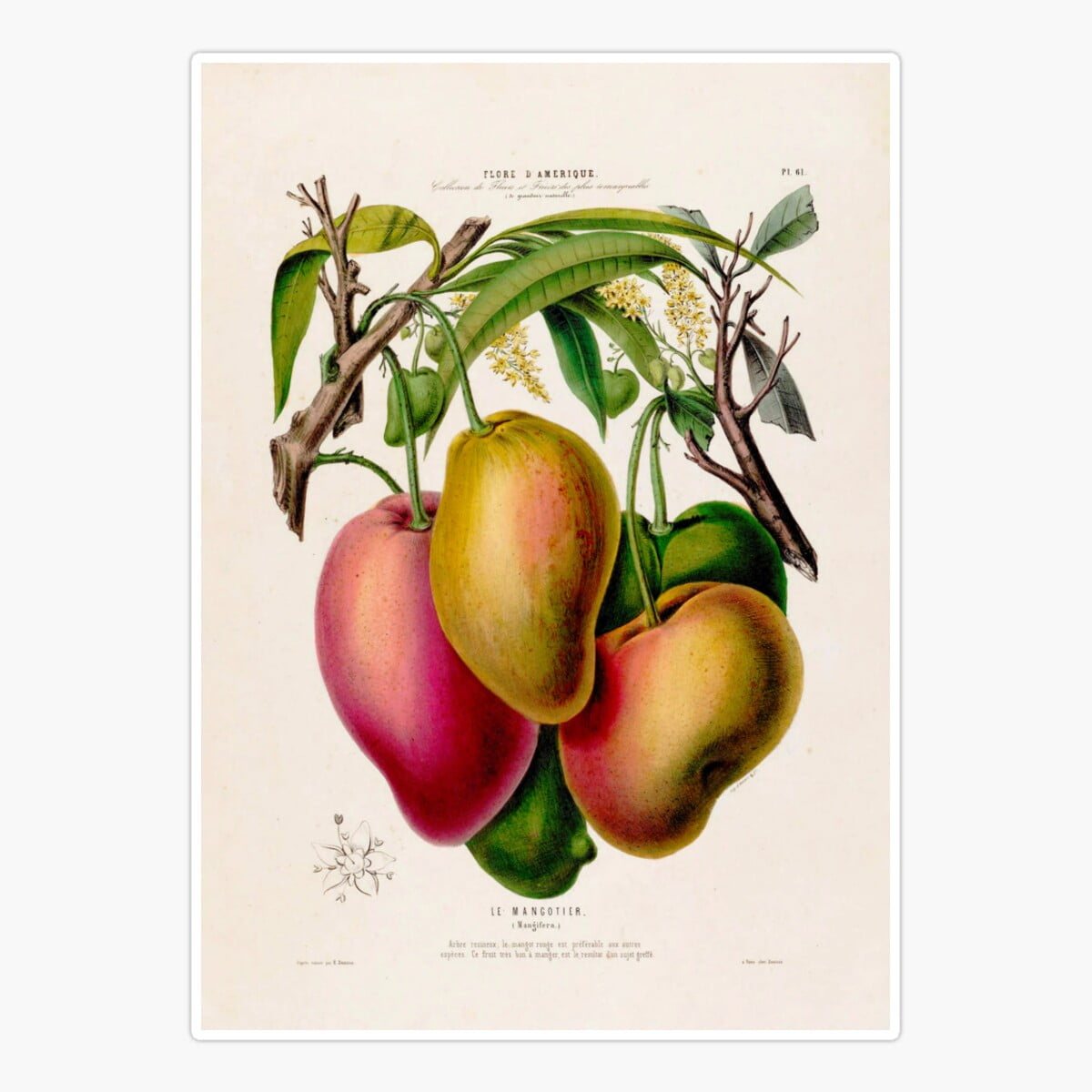Onim Mango Botanical Illustration - Mangifera Indica Sticker, Phone ...