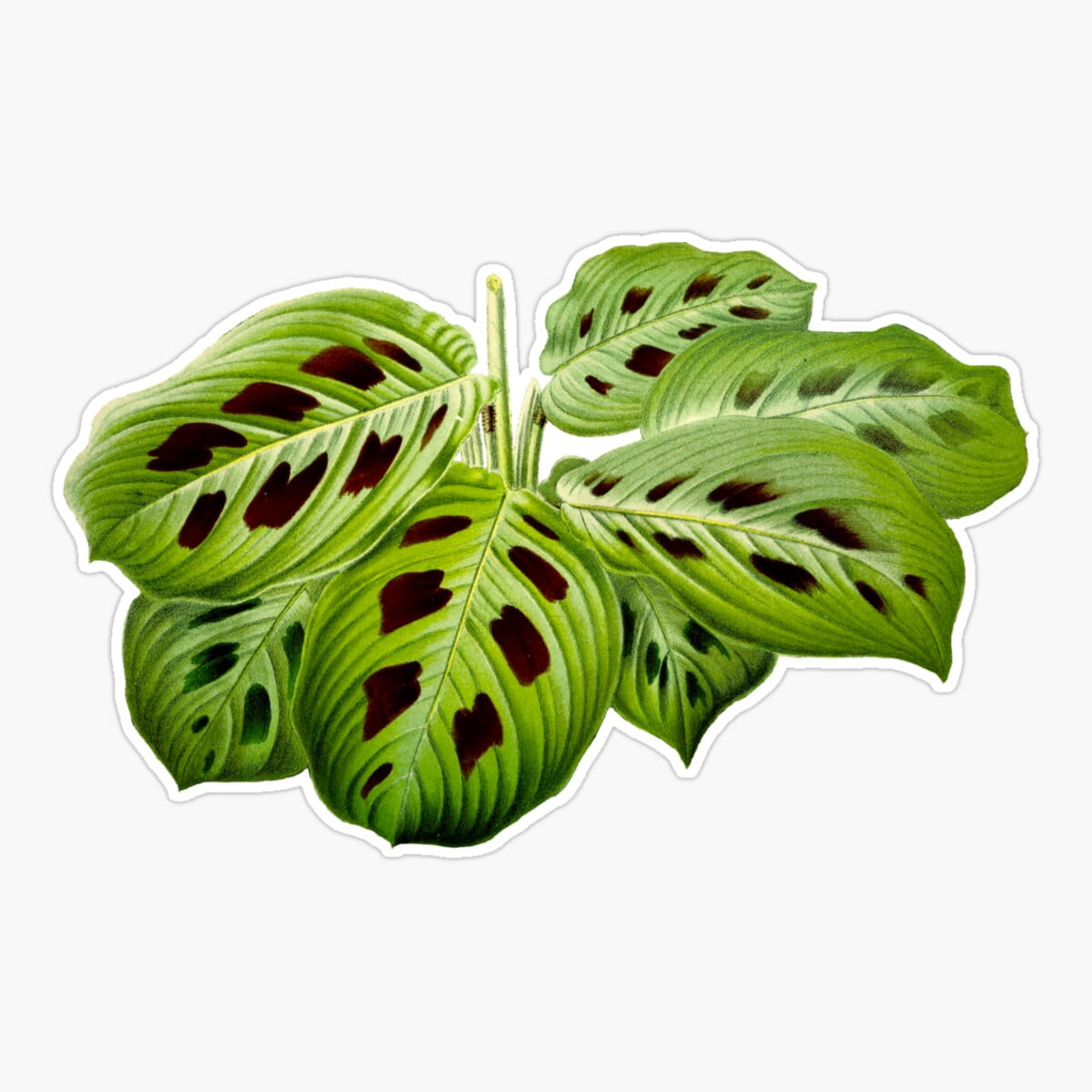 Onim Maranta Leuconeura Var. Kerchoveana - Botanical Illustration ...