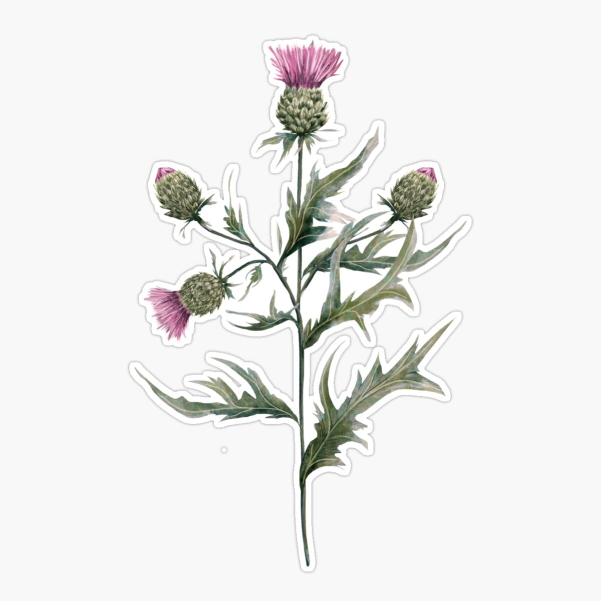 Onim Milk Thistle Magical Herbs Sticker, Phone Decal Water Bottle ...