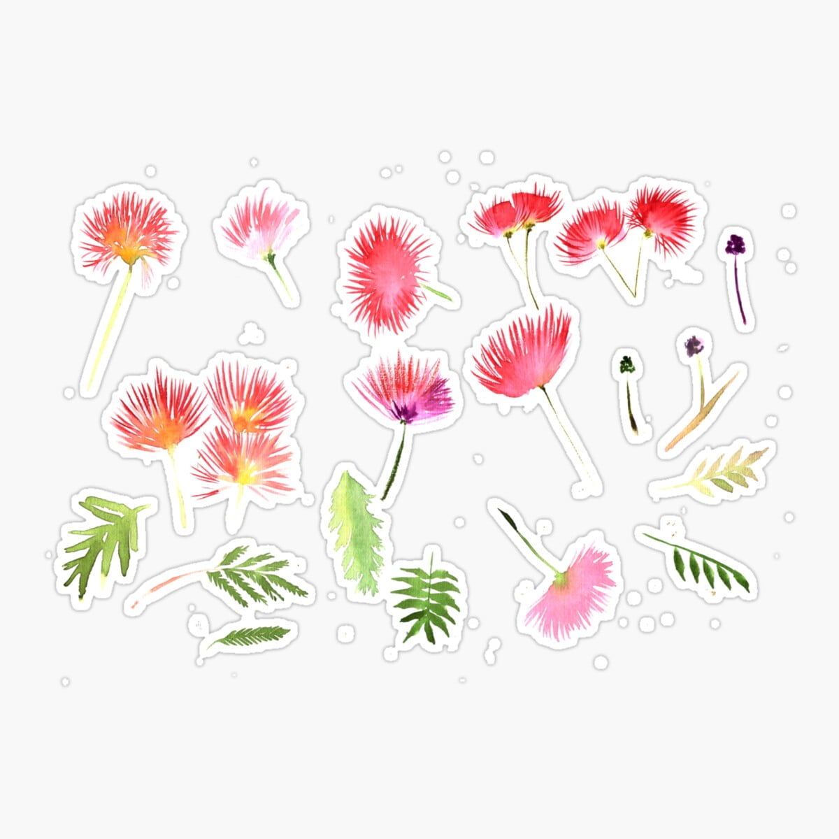 Onim Mimosa Albizia Julibrissin Foliage And Flowers Sticker, Phone ...