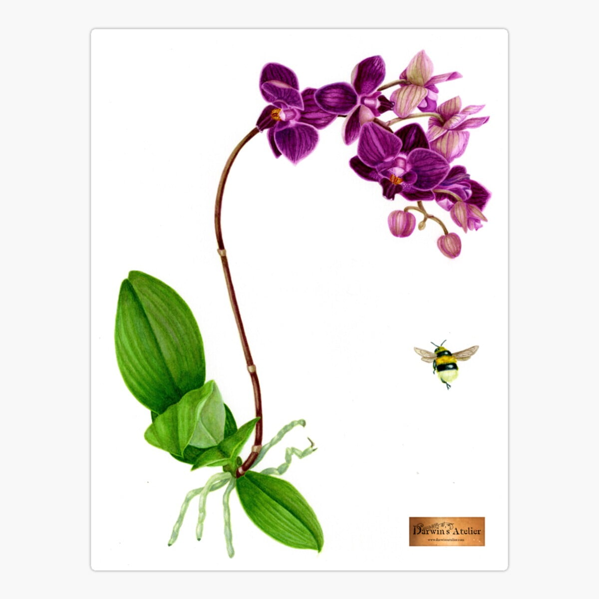 Onim Miniature Phalanopsis Orchid Sticker, Phone Decal Water Bottle ...