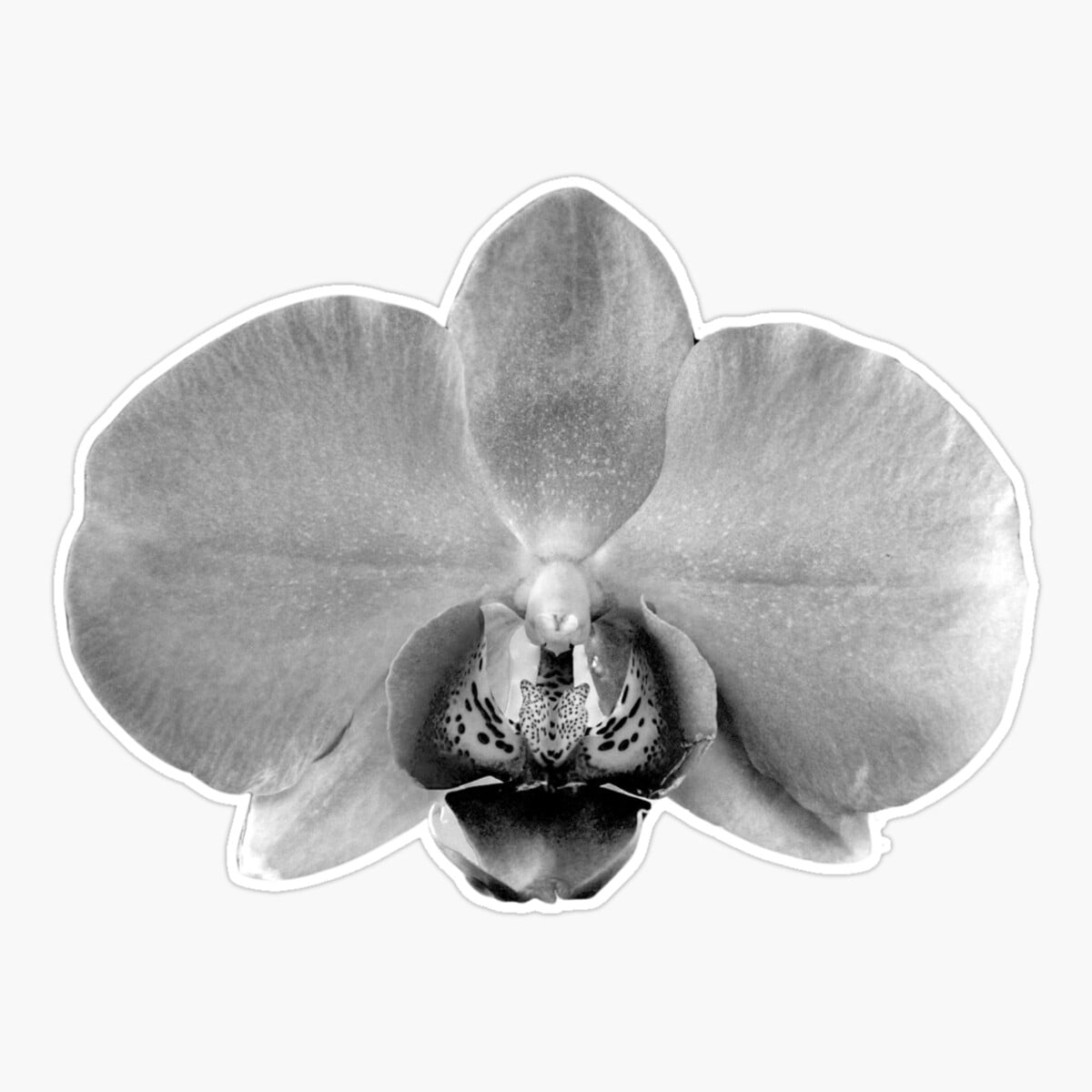 Onim Minimalist Aesthetic Black And White Orchid Flower Isolated ...