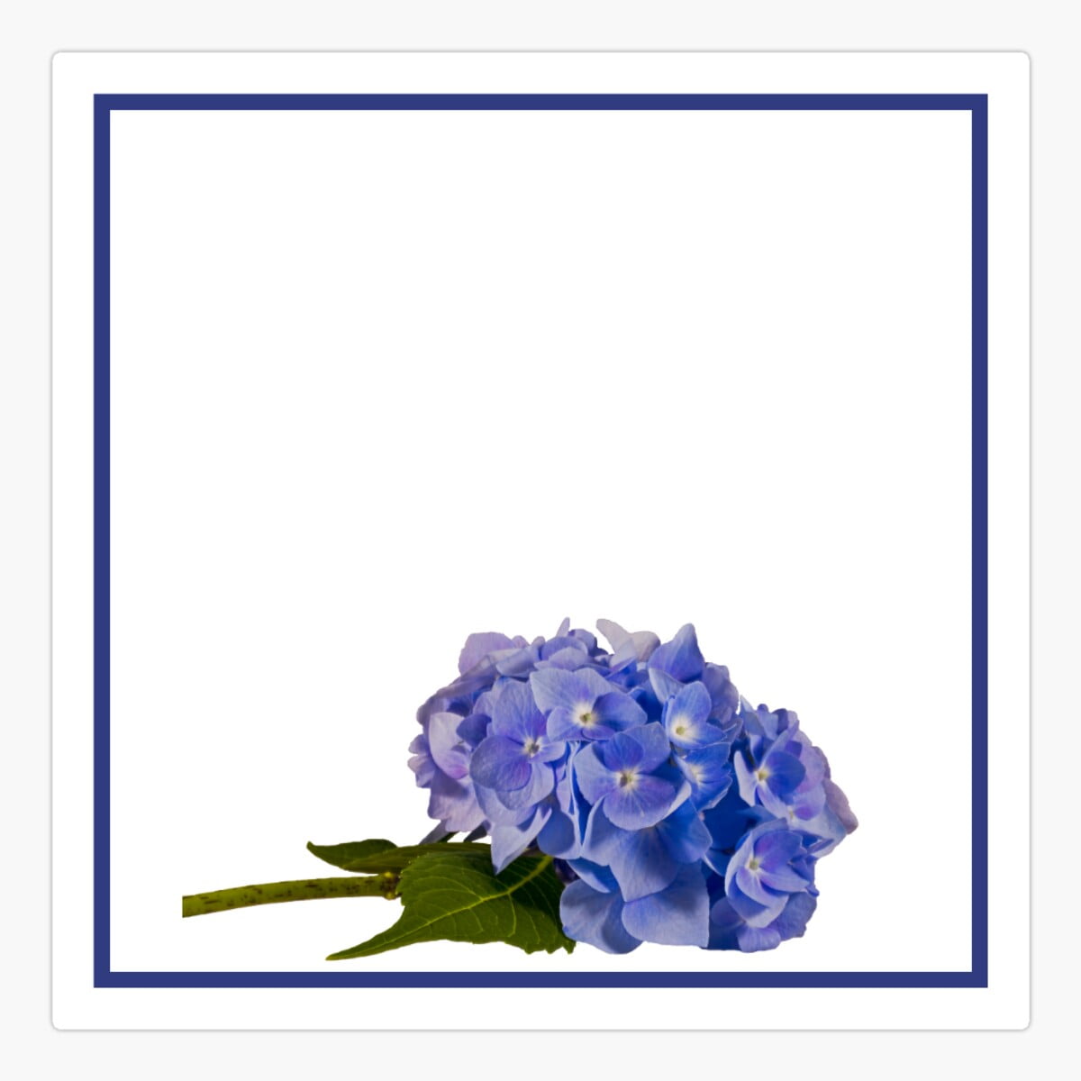 Onim Minimalist Blue Hydrangea On White Sticker, Phone Decal Water ...