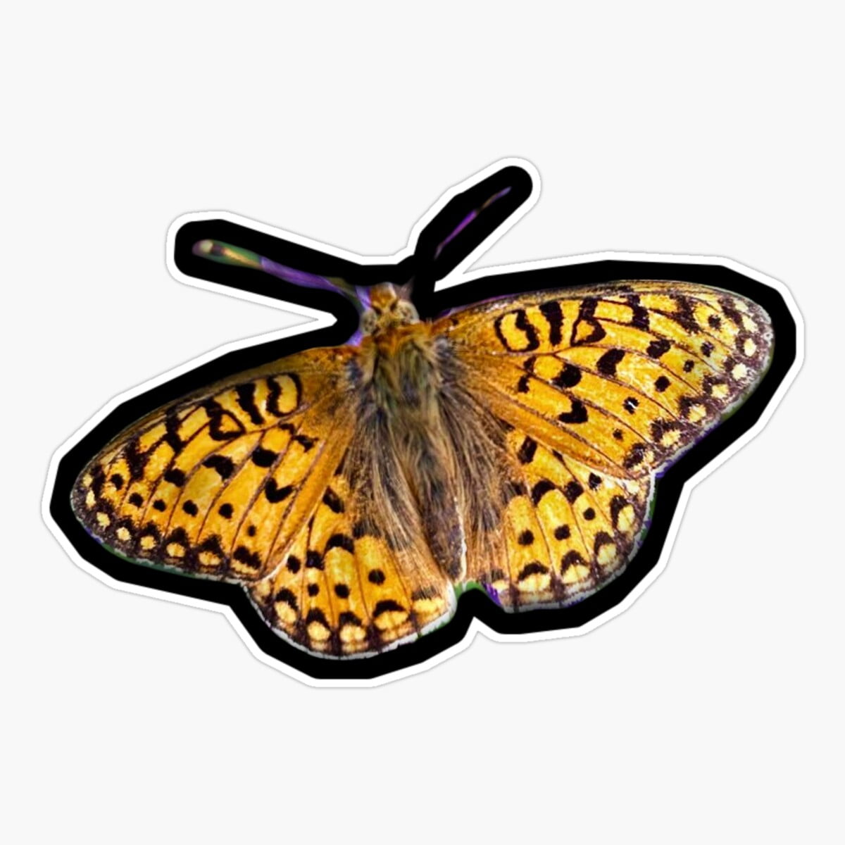 Onim Mormon Fritillary Sticker, Phone Decal Water Bottle Stickers Car ...