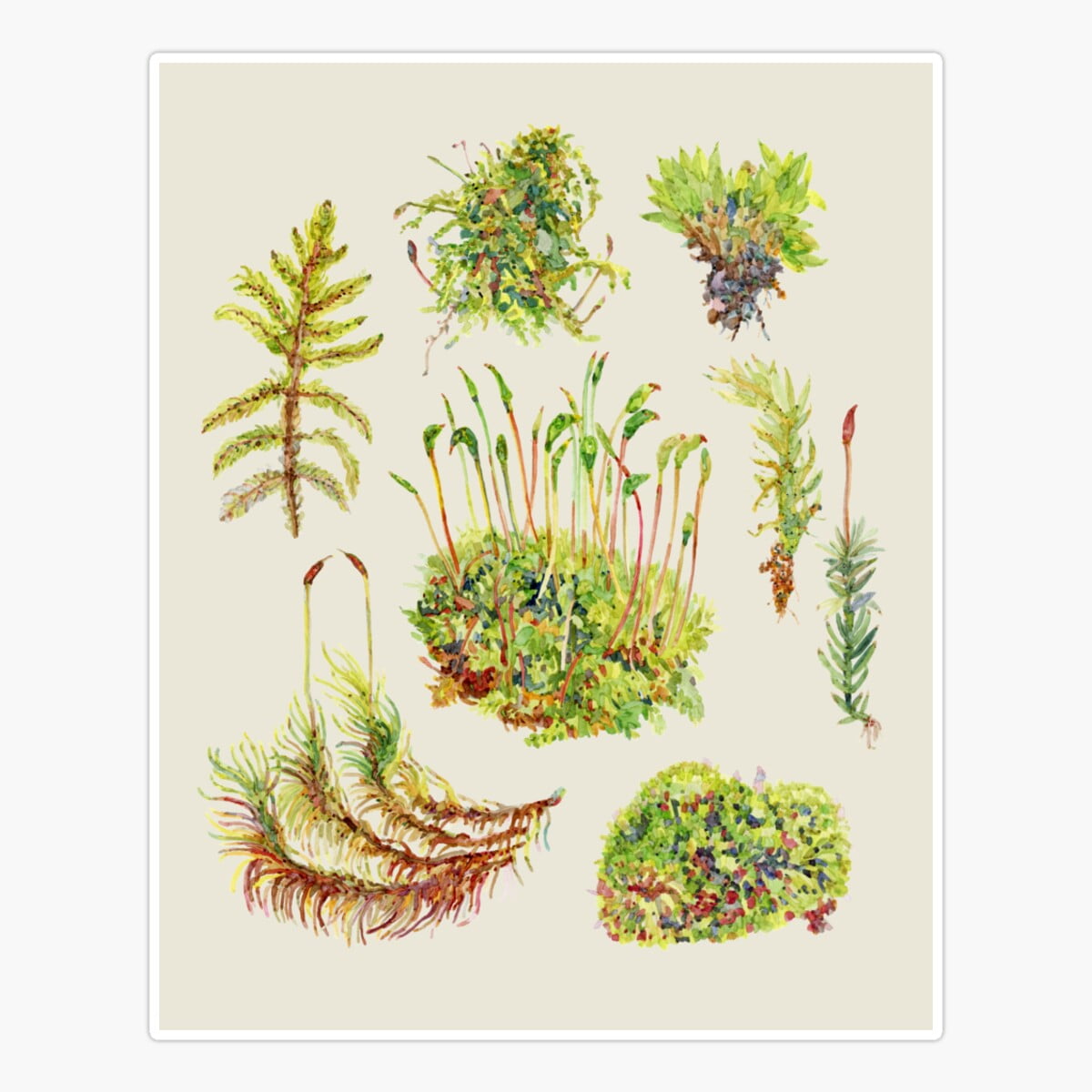 Onim Moss - Neutral Sticker, Phone Decal Water Bottle Stickers Car ...