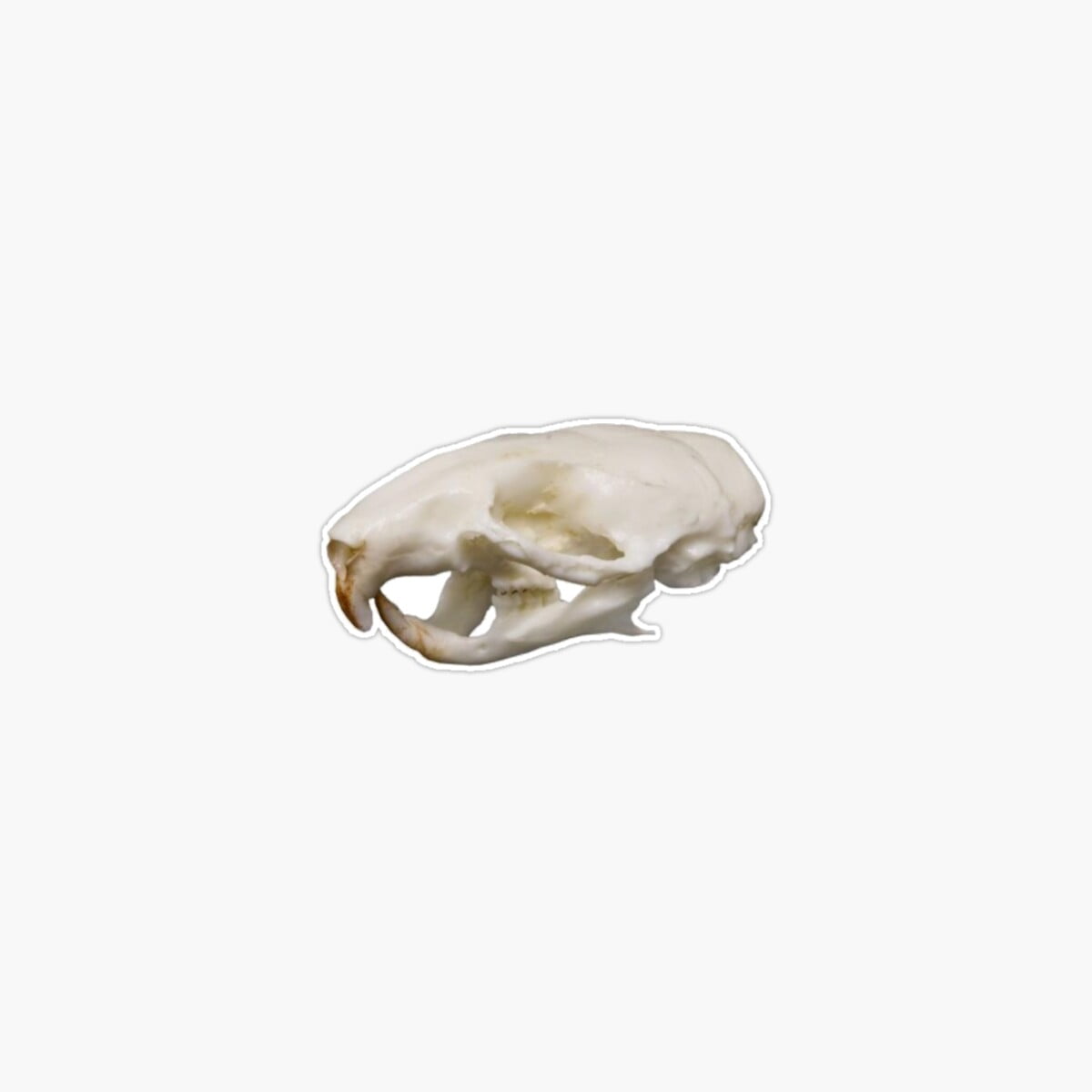 Onim Mouse Animal Skull Sticker, Phone Decal Water Bottle Stickers Car ...