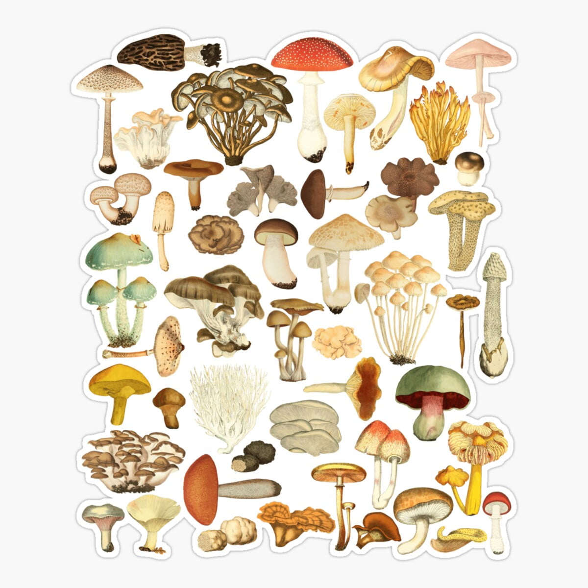 Onim Mushroom Lover Botanical Fungi Plants Morel Psychedelic Mushroom ...