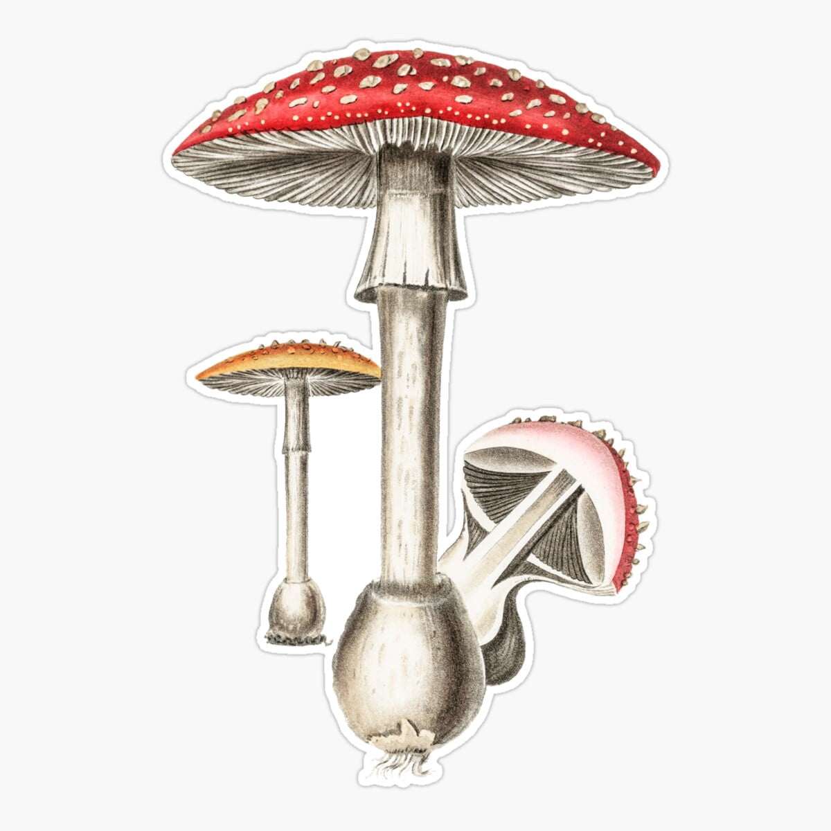 Onim Mushroom, Red Capped Sticker, Phone Decal Water Bottle Stickers ...