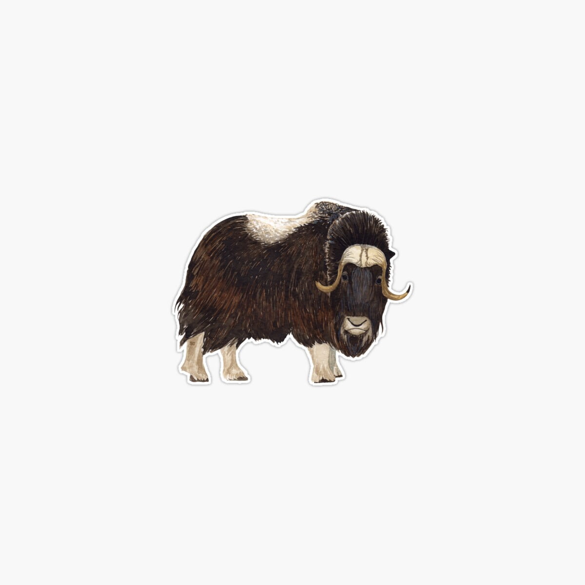 Onim Musk Ox-Ovibos Moschatus Sticker, Phone Decal Water Bottle ...