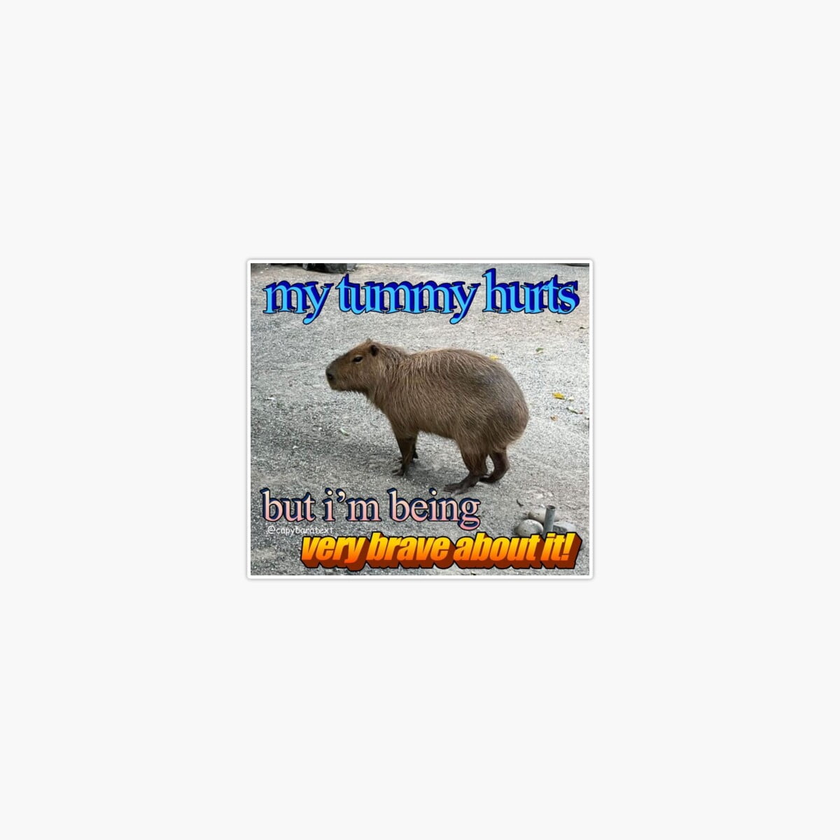 Onim My Tummy Hurts, But I'M Being Brave Capybara Meme Sticker, Phone ...