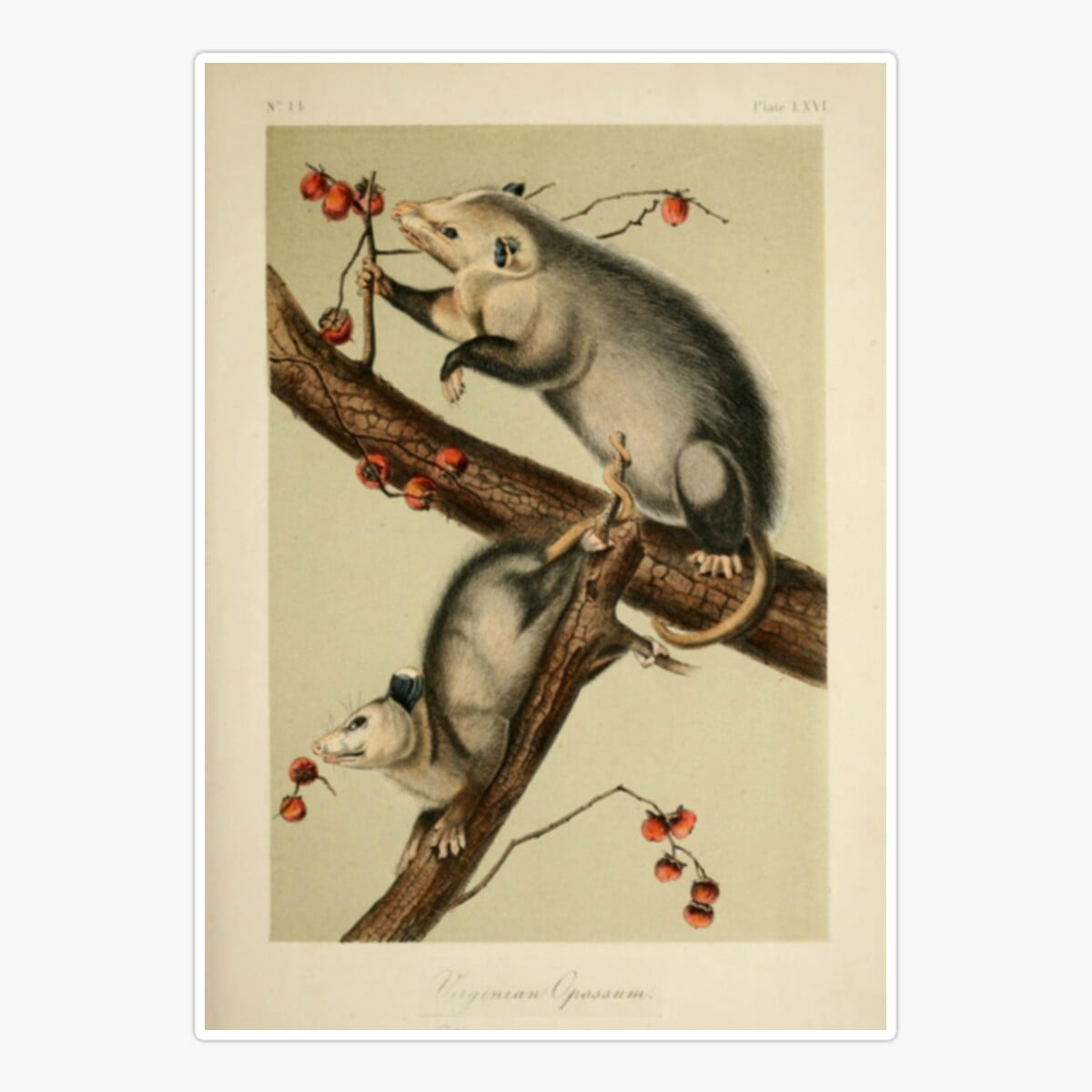 Onim Naturalist Opossum Sticker, Phone Decal Water Bottle Stickers Car ...