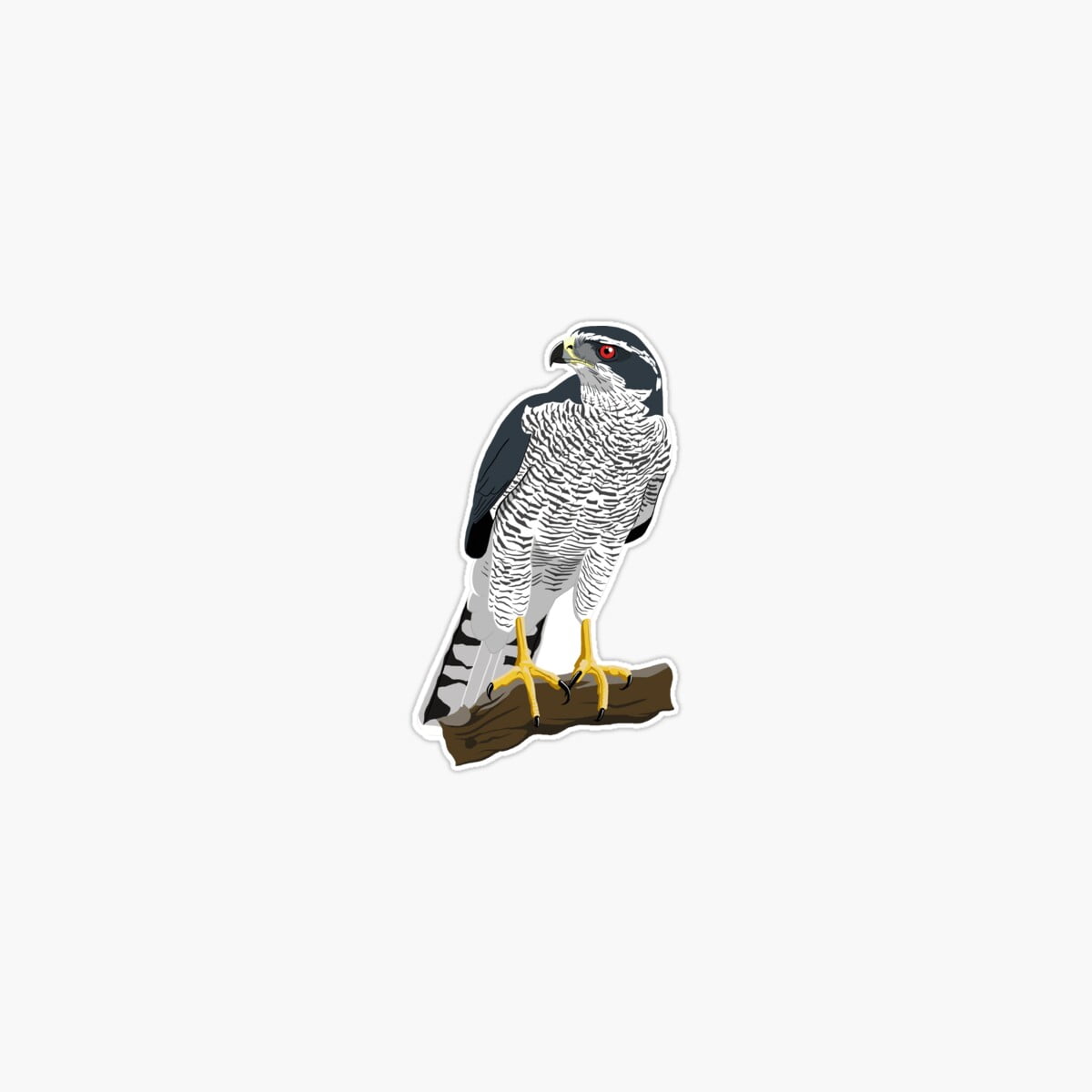 Onim Northern Goshawk Sticker, Phone Decal Water Bottle Stickers Car ...