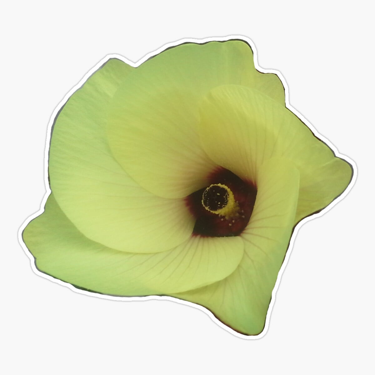 Onim Okra Flower Sticker, Phone Decal Water Bottle Stickers Car Decals ...